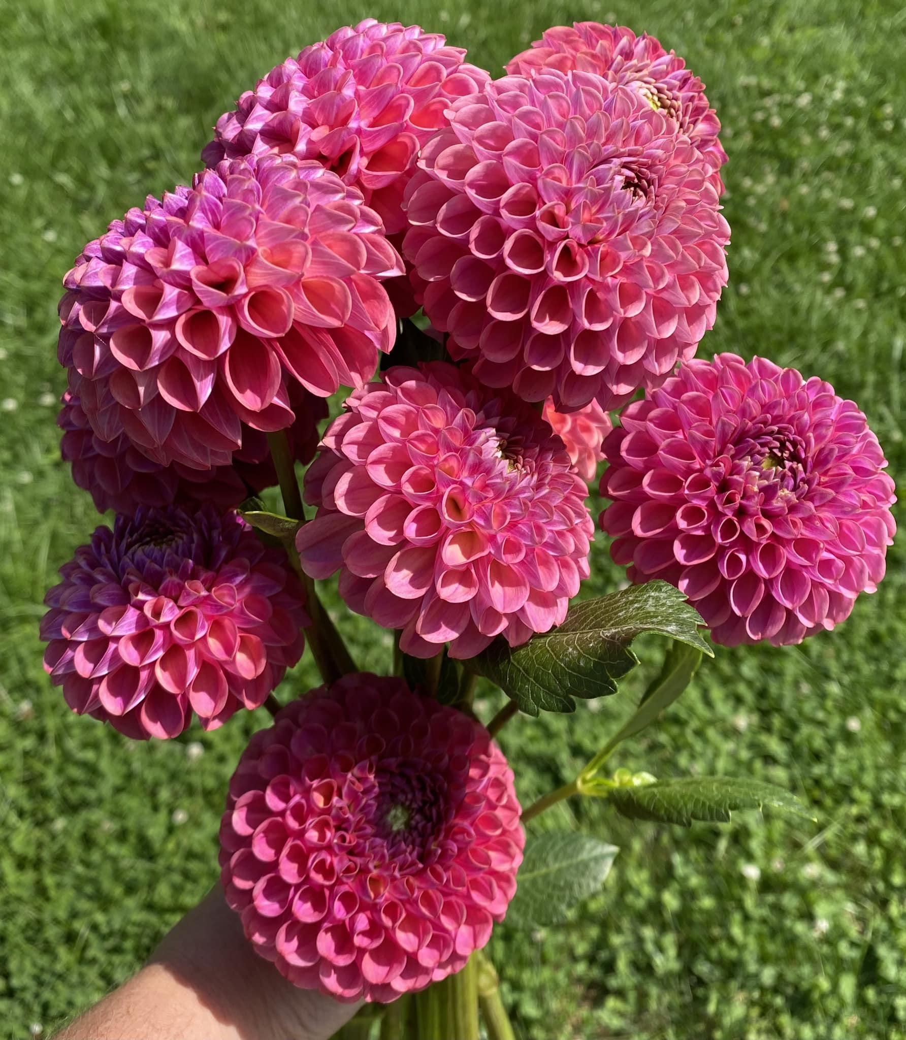 Dahlia Tuber Shop – Glass House Flower Farm