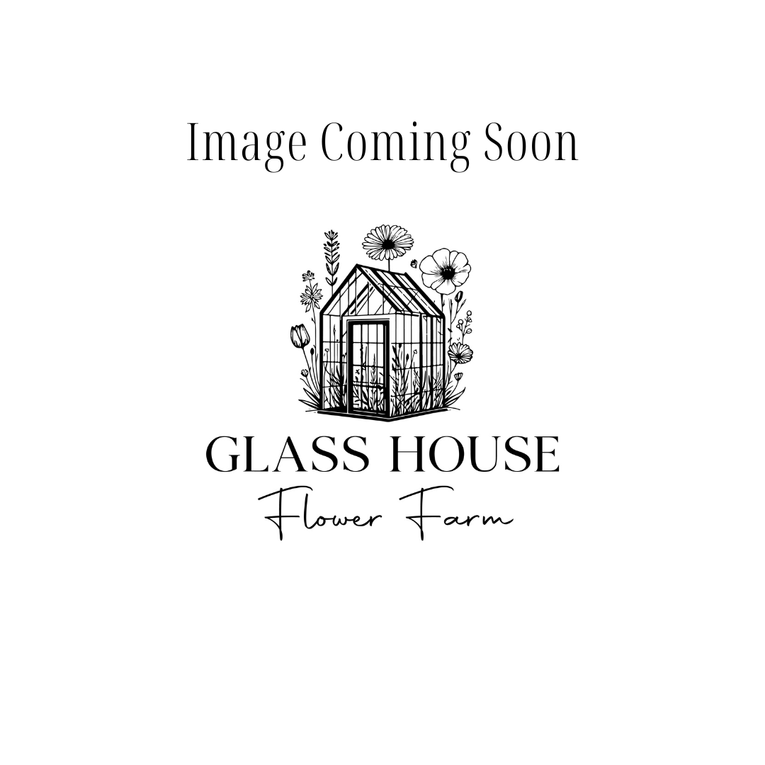 Irish Ruffles Dahlia Tuber – Glass House Flower Farm